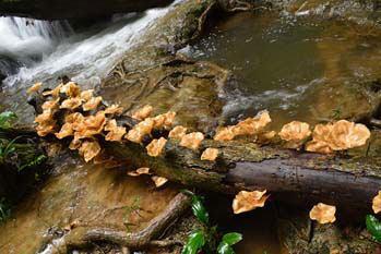 สื่อเดินทาง พรรณไม้และสัตว์ป่า ณ น้ำตกผาตาด และน้ำพุร้อนหินดาด จ.กาญจนบุรี