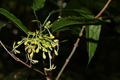 สื่อเดินทาง สัตว์ป่าและไม้ป่าน่ารู้ พรรณไม้และสัตว์ป่า..ดอยสุเทพ-ดอยปุย ...