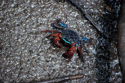 สื่อเดินทาง ถอดรหัสธรรมชาติ ปูก้ามดาบ..นาฬิกาชีวะแห่งป่าชายเลน